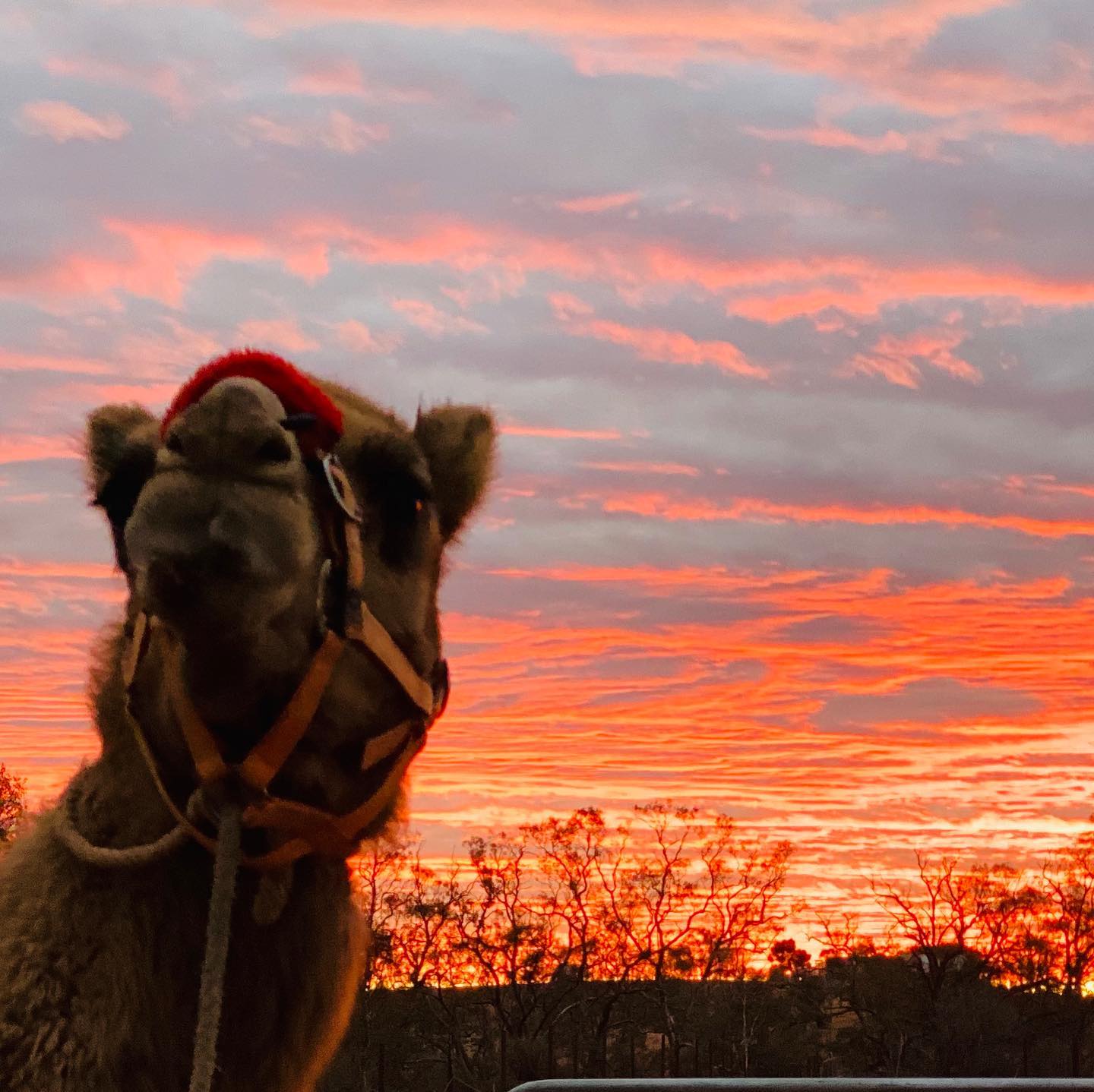 Silverton Outback Camels - Outback Ark and Farm Stay