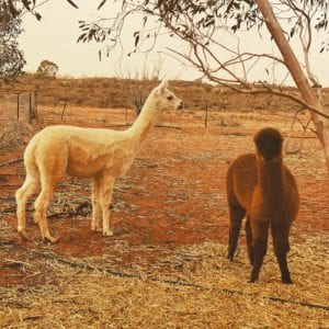 Silverton Farm Stay - Warrigal Cottage or camp under the stars