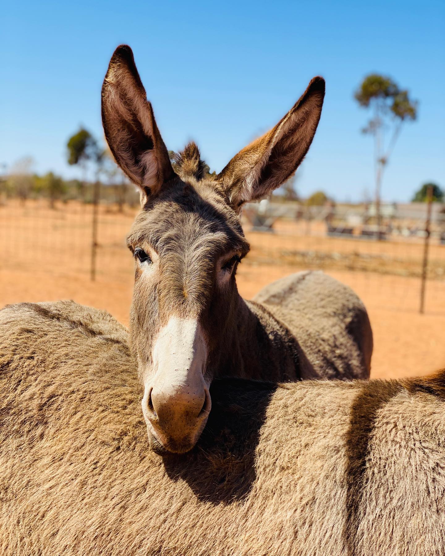 Silverton Outback Camels - Outback Ark and Farm Stay