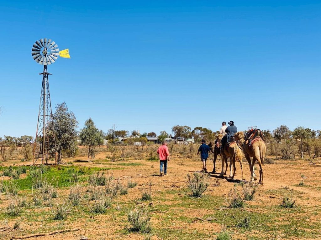 30 Minute Camel Rides | Silverton Outback Camels