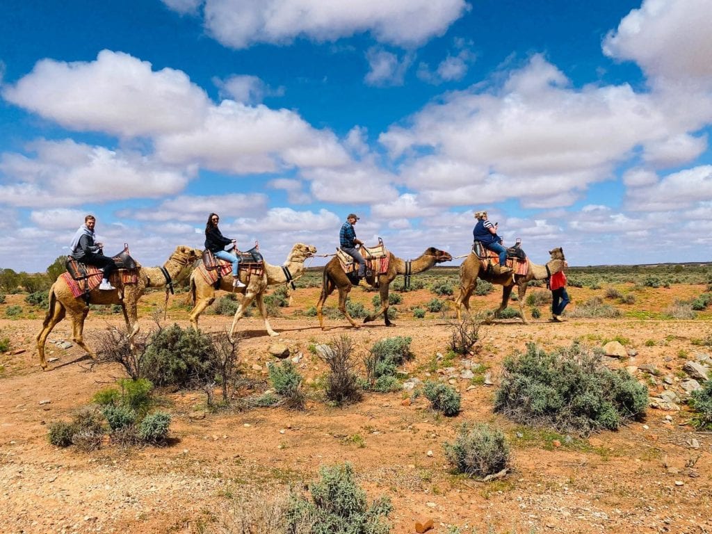 30 Minute Camel Rides | Silverton Outback Camels