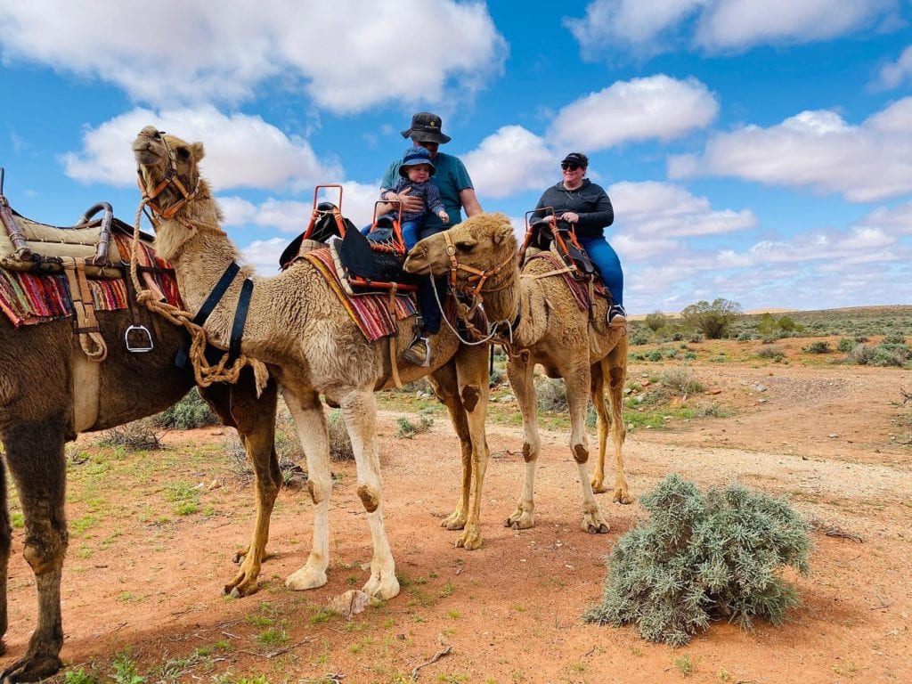 30 Minute Camel Rides | Silverton Outback Camels
