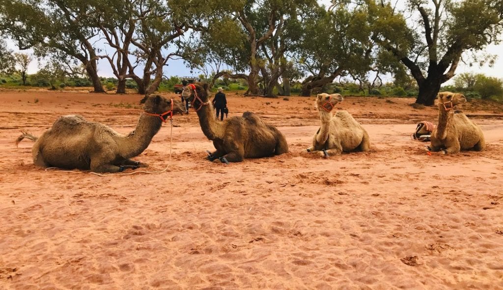 Overnight Camel Treks Australia - Unique Outback Experience
