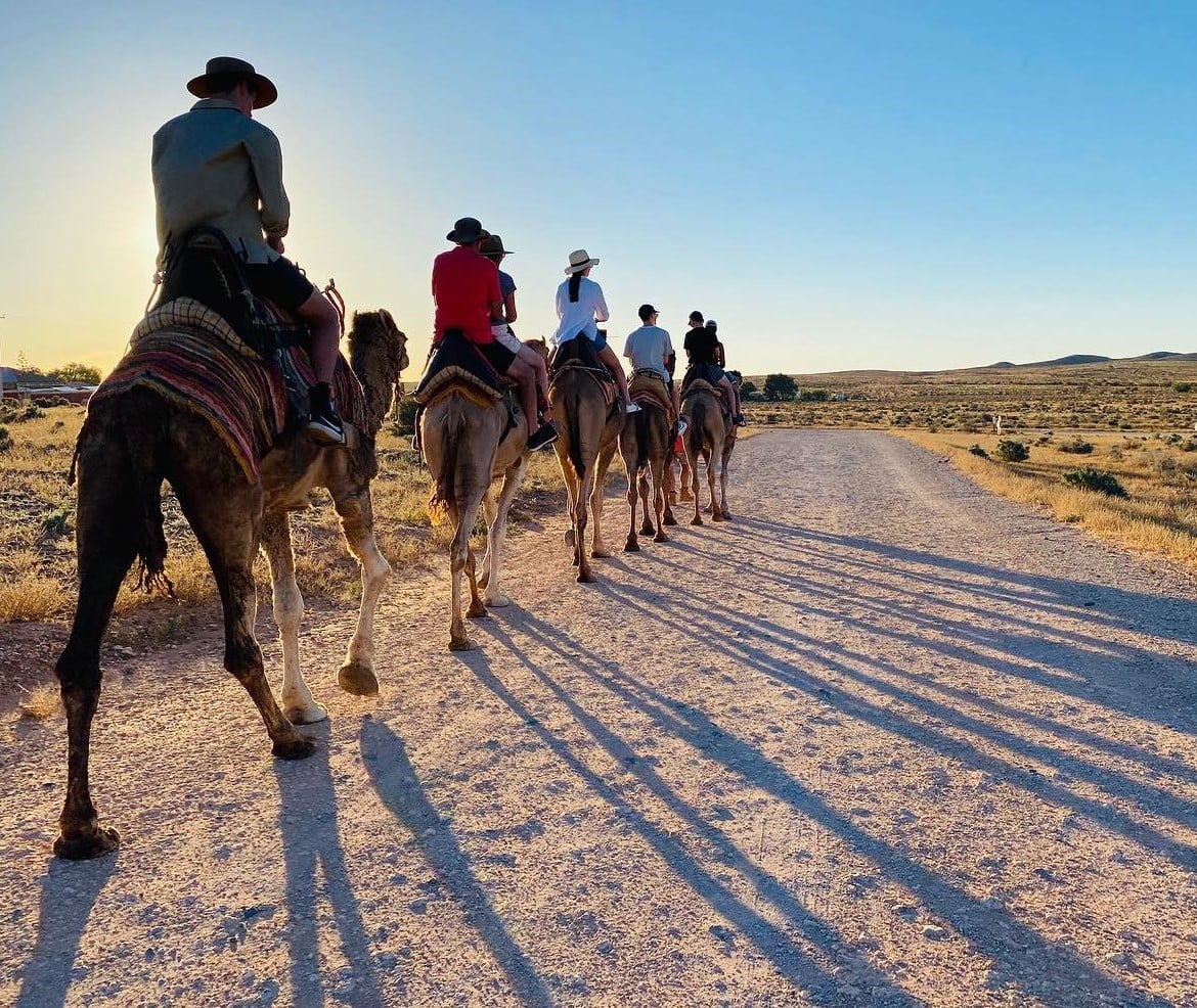 Book at Silverton Outback Camels | Silverton Outback Camels